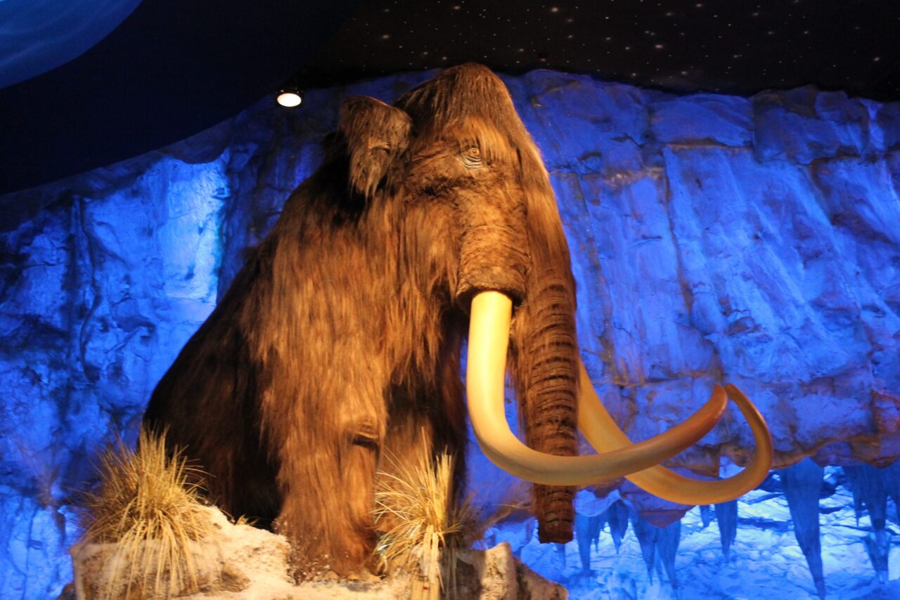 Where did Disney’s first mammoth go?